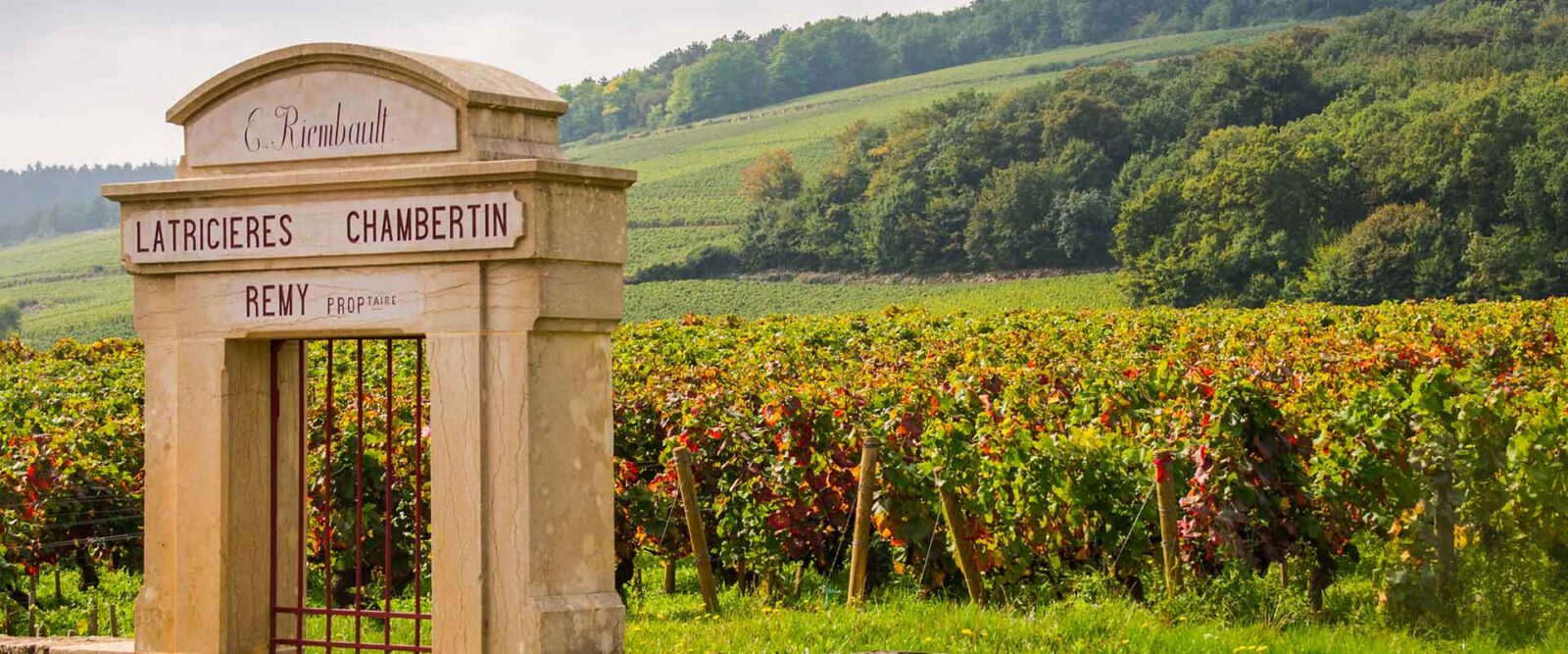 Visite Vignobles Français ⭐️ TOP Guide 2025