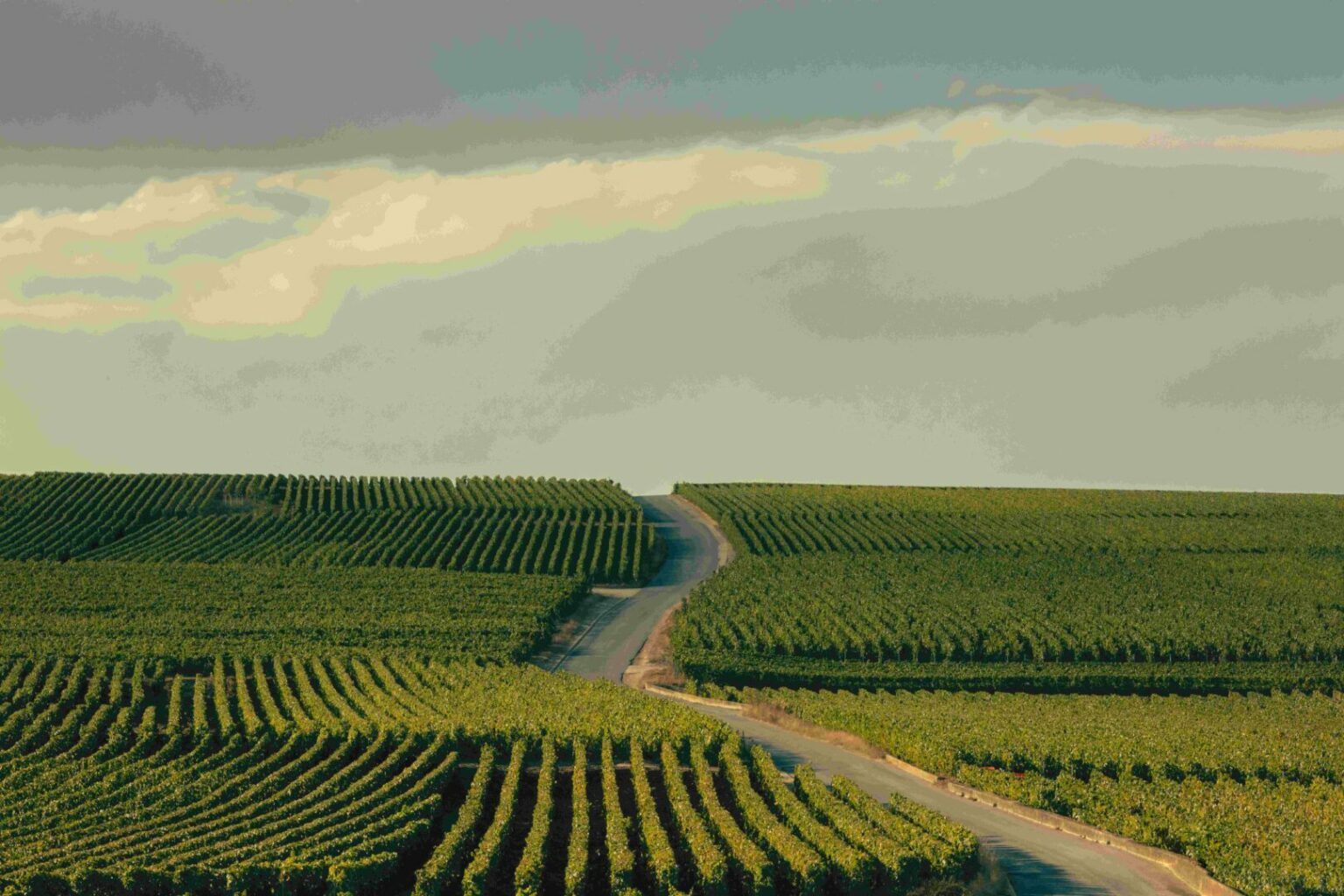 Migliori regioni vinicole francesi ⭐️ 2026