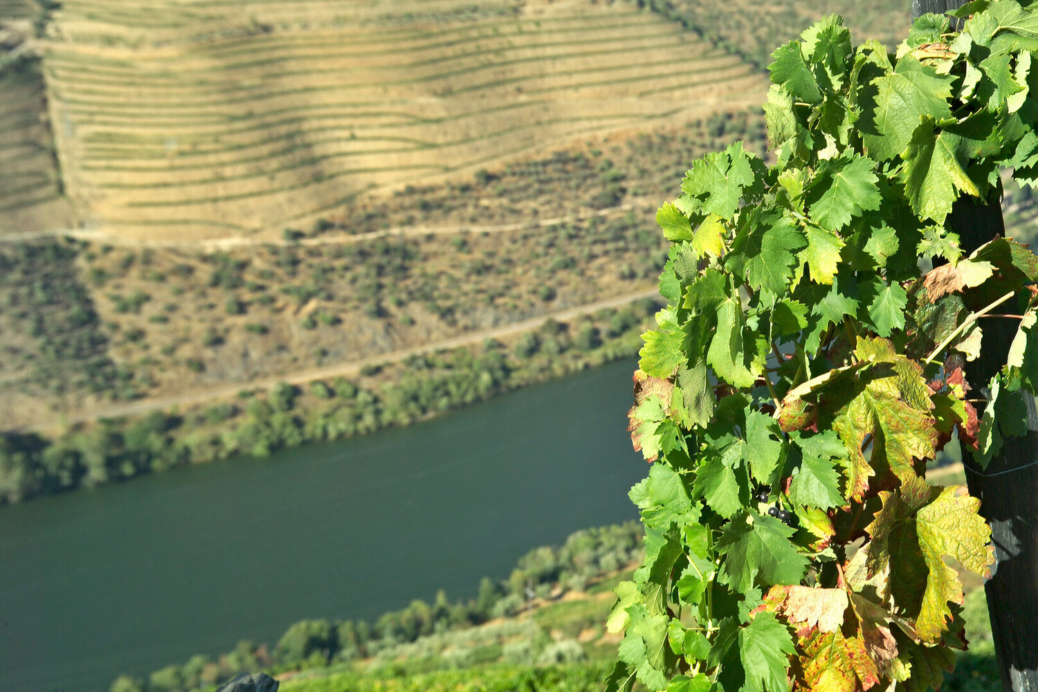 Best Things to Do in Pinhão, Douro Valley ⭐️ (2025 Guide)