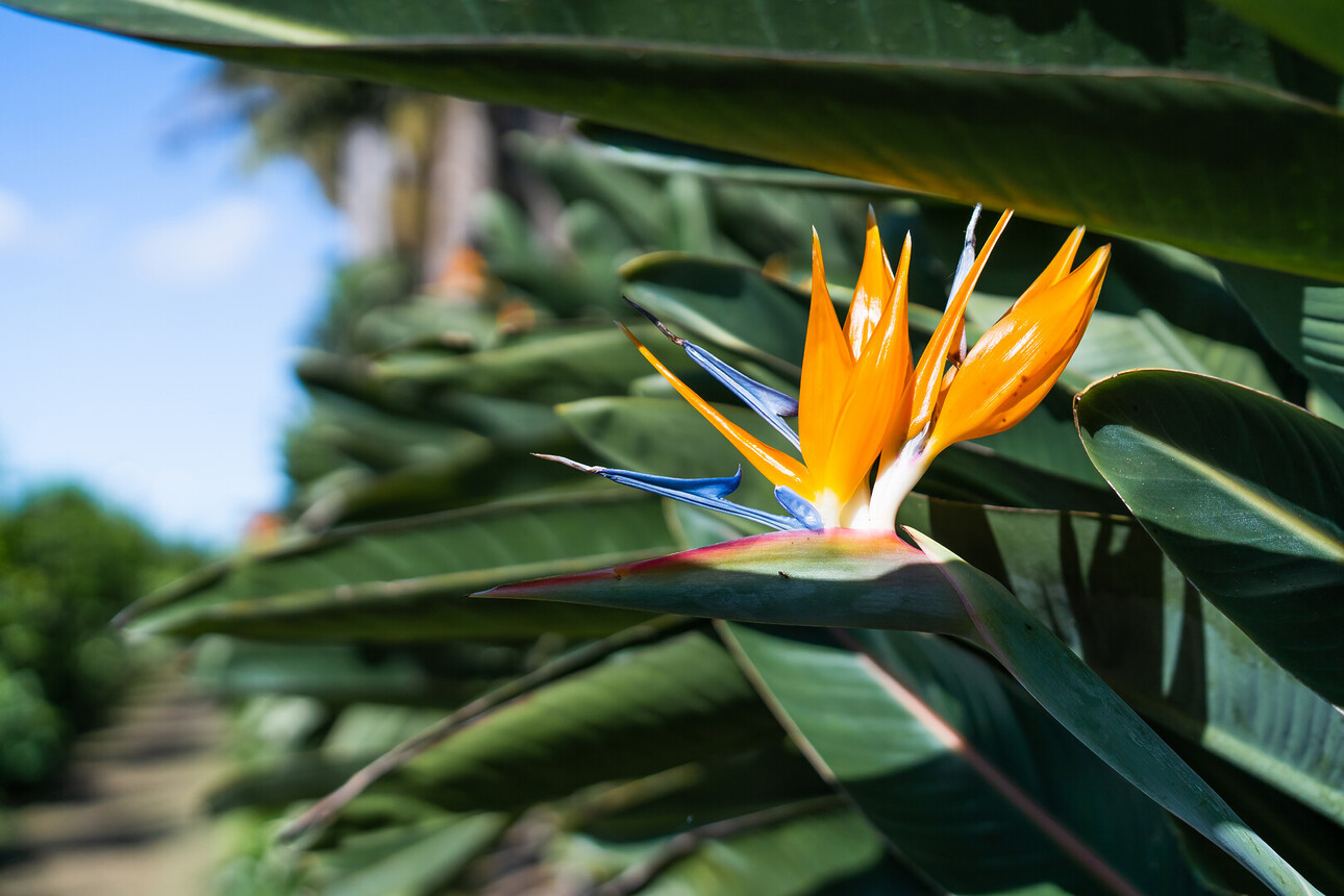 Visit Seixal ⭐️ Your Madeira Island 2025 Guide