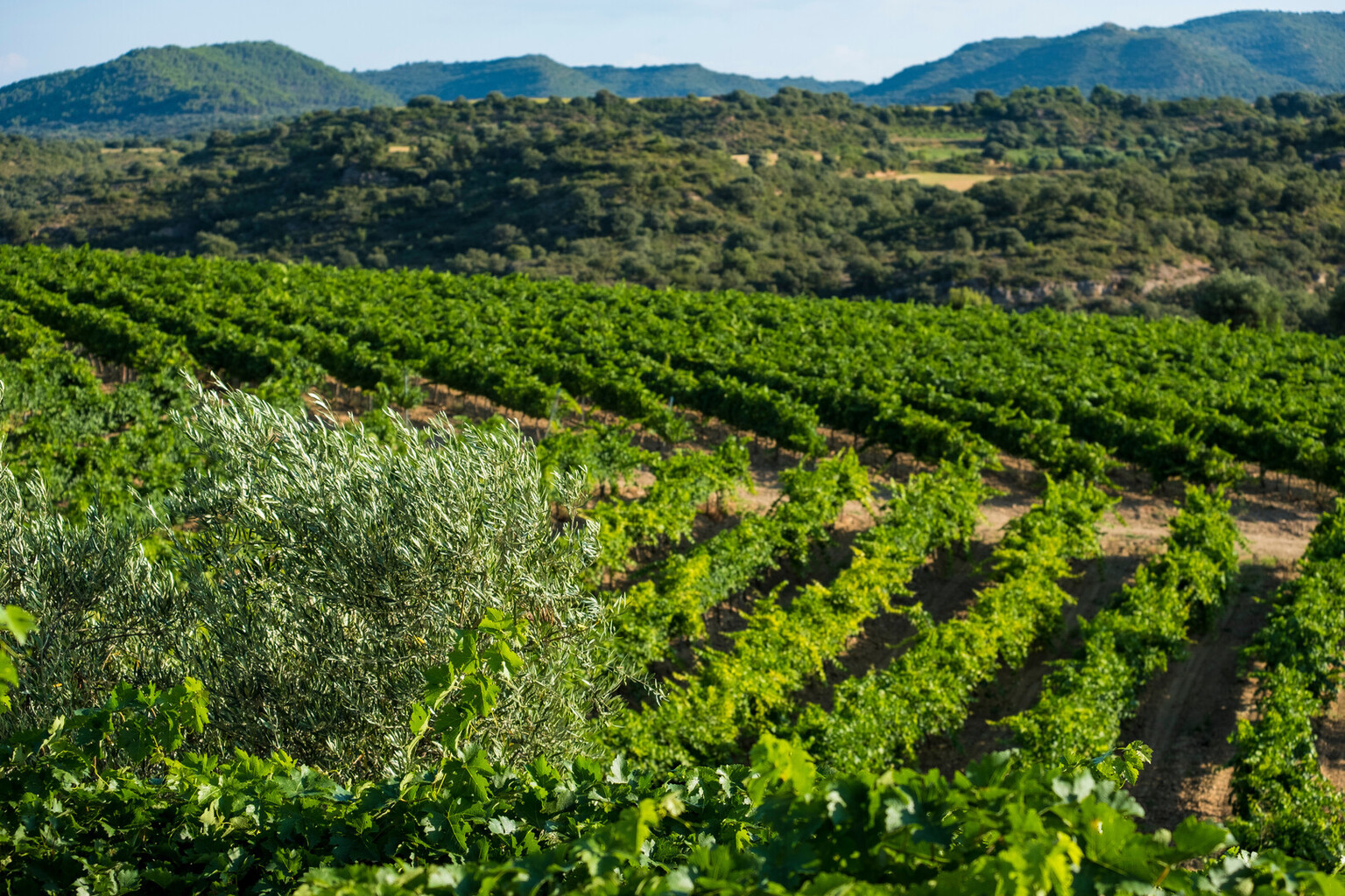Best Things to Do in Calatayud ⭐️ Your 2026 Travel Guide
